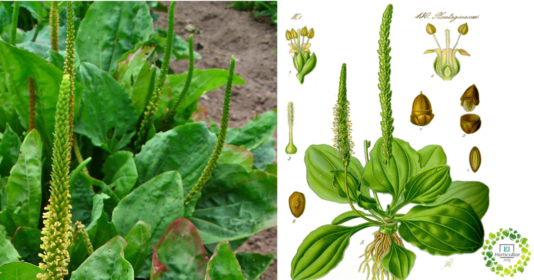 Alcanfor: Qué es, para qué sirve, beneficios y cómo usar » El Horticultor