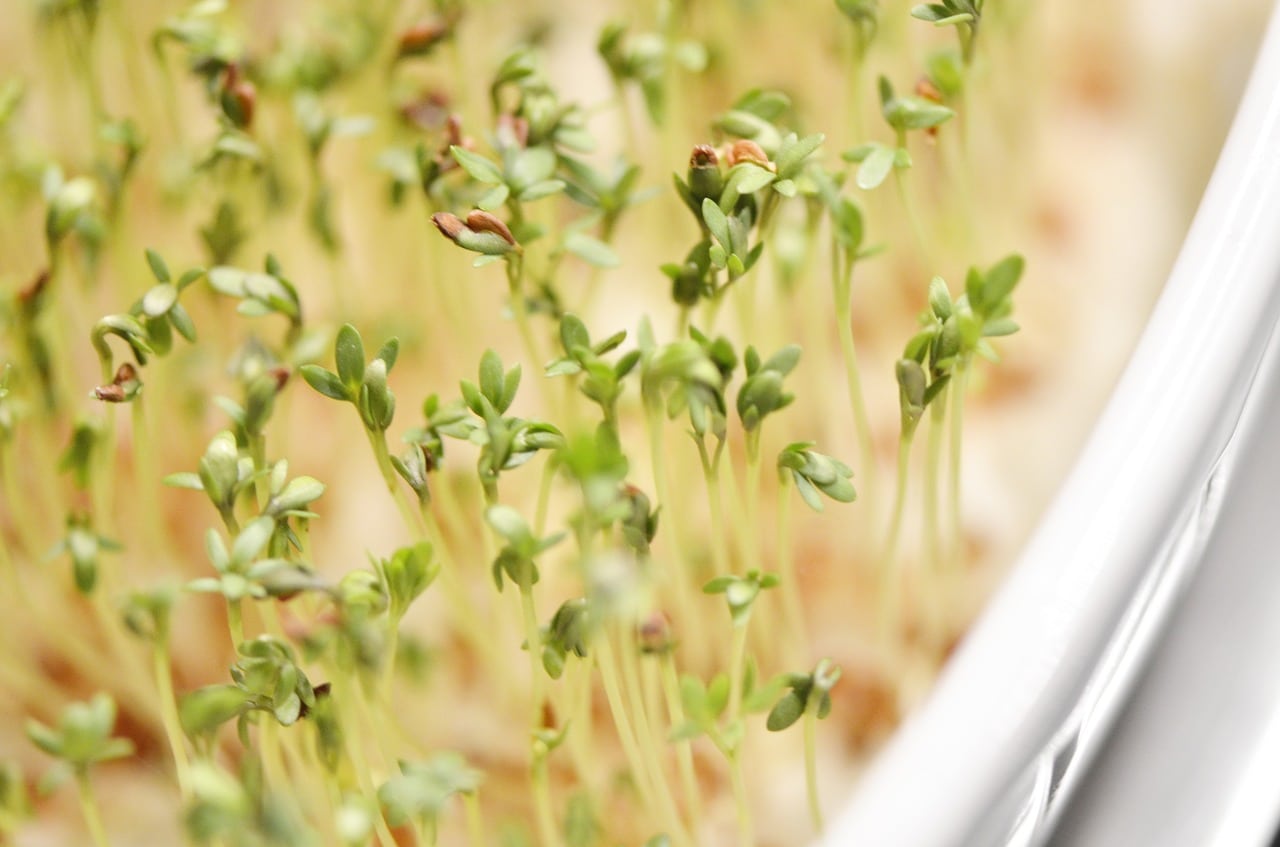 Germinados: Propiedades y Beneficios para la Salud » El Horticultor
