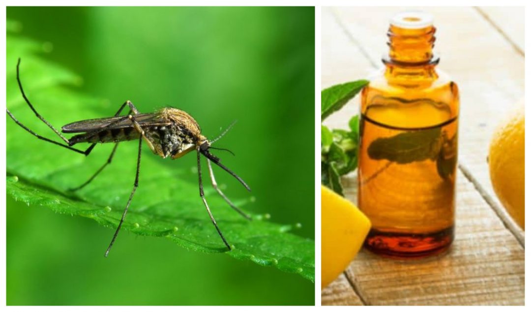 Alcanfor: Qué es, para qué sirve, beneficios y cómo usar » El Horticultor