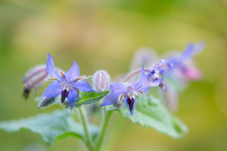 20 Flores comestibles y nutritivas que enriquecerán tu próxima receta ...