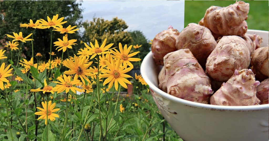 Huertos Mandala, Características y Beneficios » El Horticultor