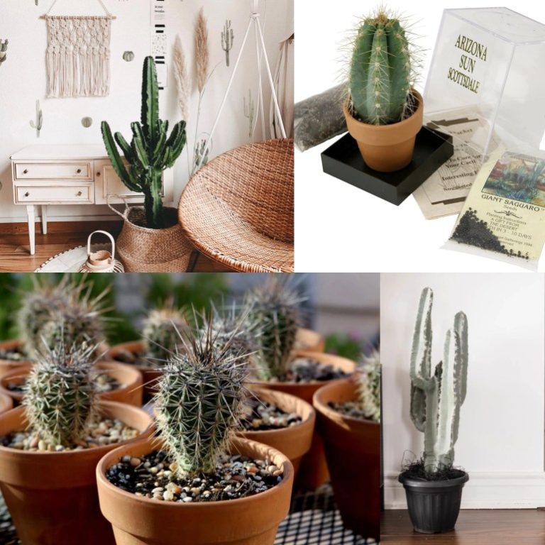 Cactus pequeños ideales para la casa y la oficina » El Horticultor