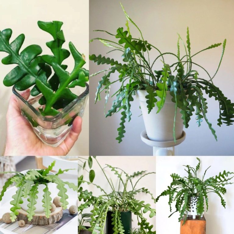 Cactus pequeños ideales para la casa y la oficina » El Horticultor