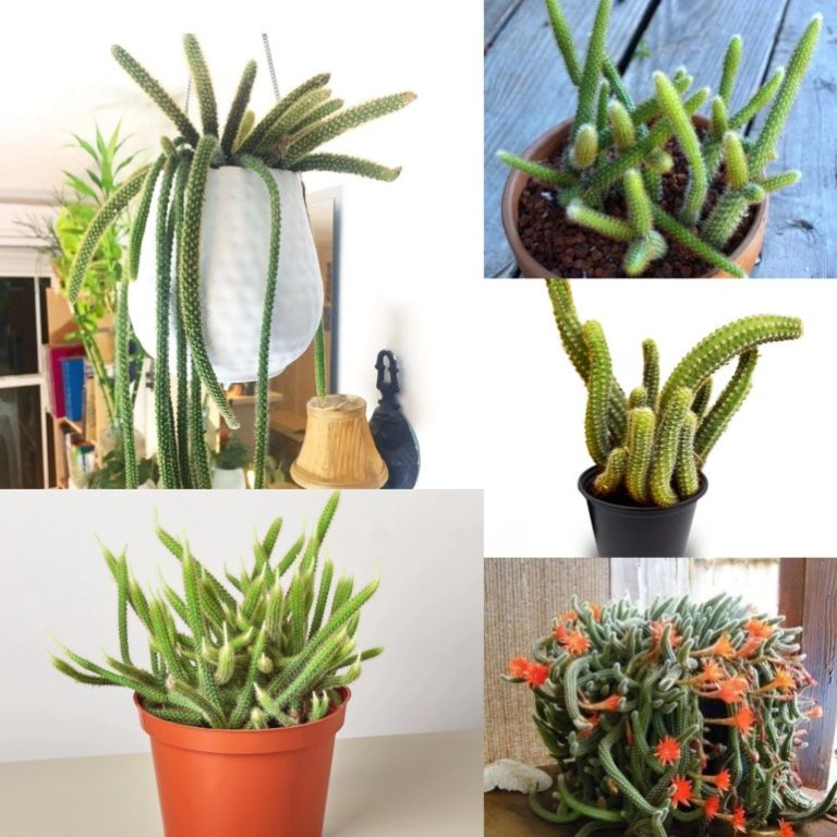 Cactus pequeños ideales para la casa y la oficina » El Horticultor
