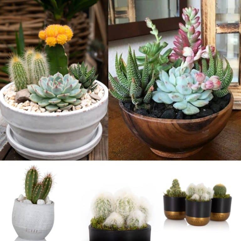 Cactus pequeños ideales para la casa y la oficina » El Horticultor